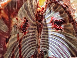 Gun Review: SIG SAUER CROSS-MAGNUM SAWTOOTH Rifle - Shooting News Weekly